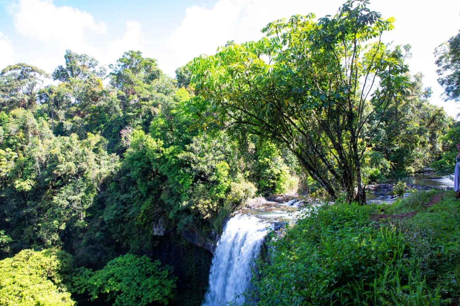 Five Stunning Waterfalls To Visit In The Atherton Tablelands - Free to ...